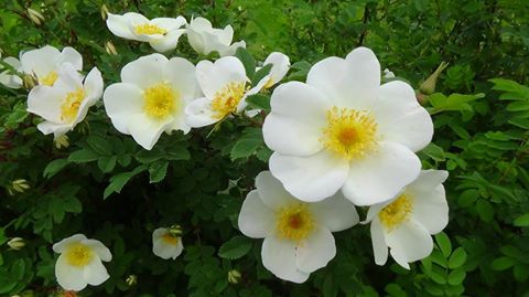This is the wee white Rose o Scotland – rosa spinosissima ...