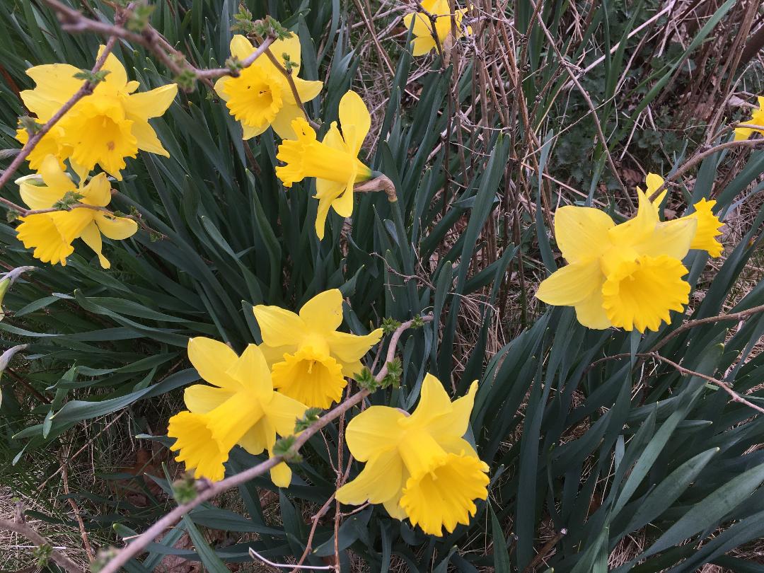 Daffies | Scots Radio